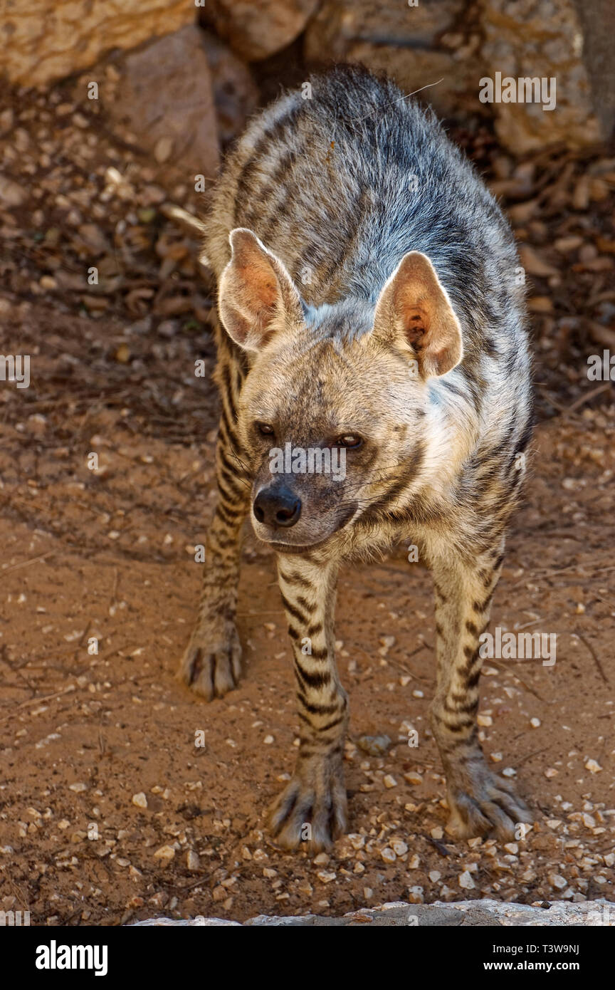 Pictures Of Striped Hyena High Resolution Stock Photography and Images ...