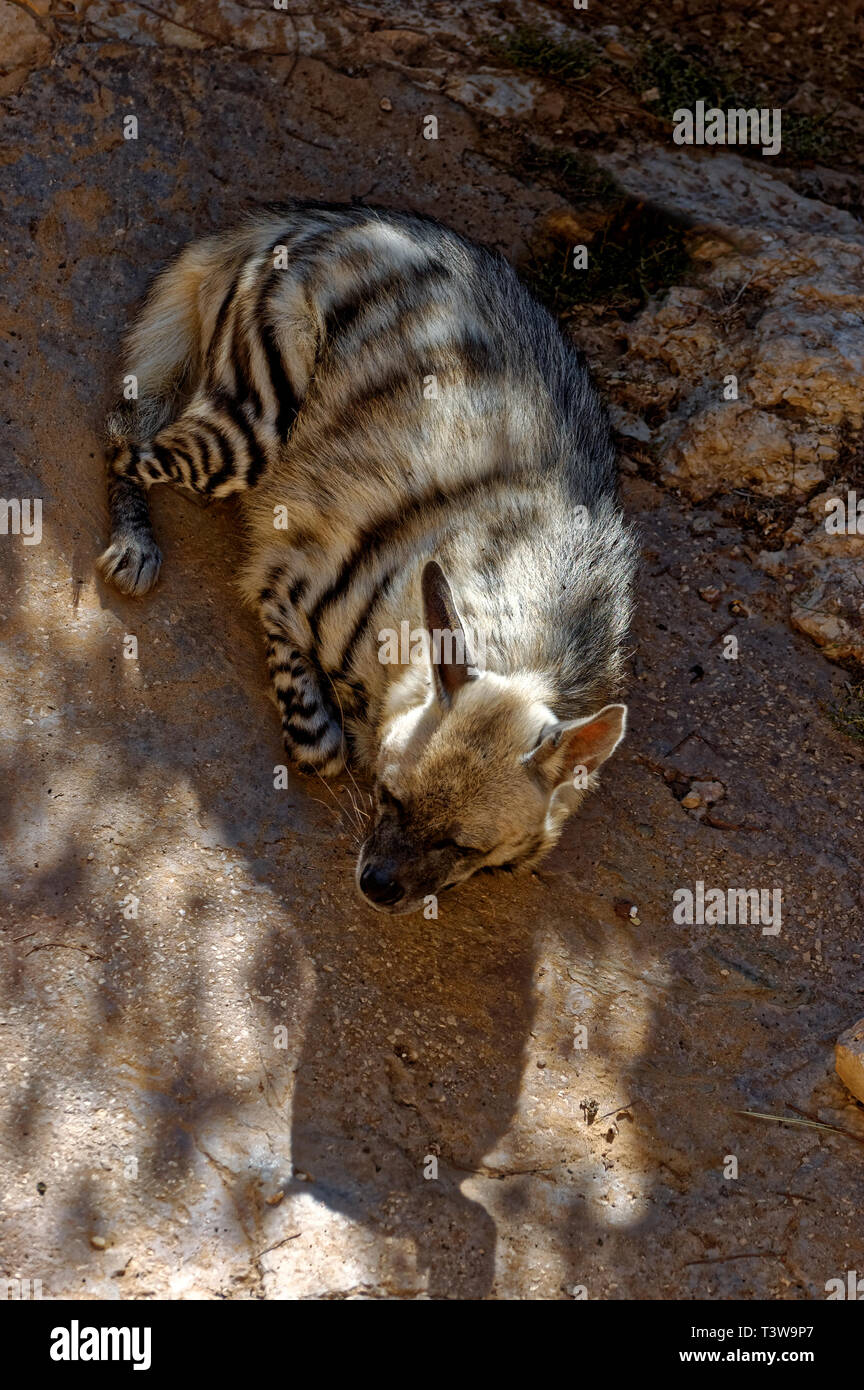 Illustrations hyenas hi-res stock photography and images - Alamy