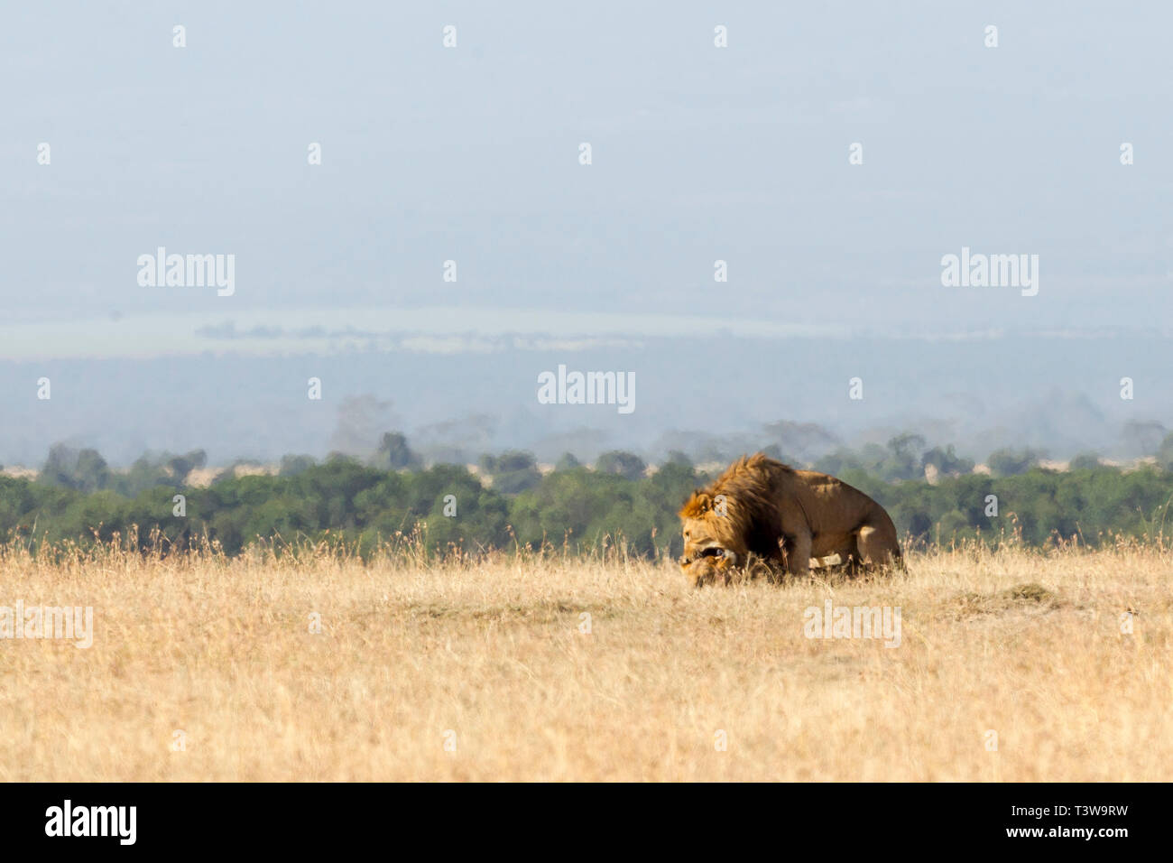 Lions wildlife park middle east hi-res stock photography and images - Alamy