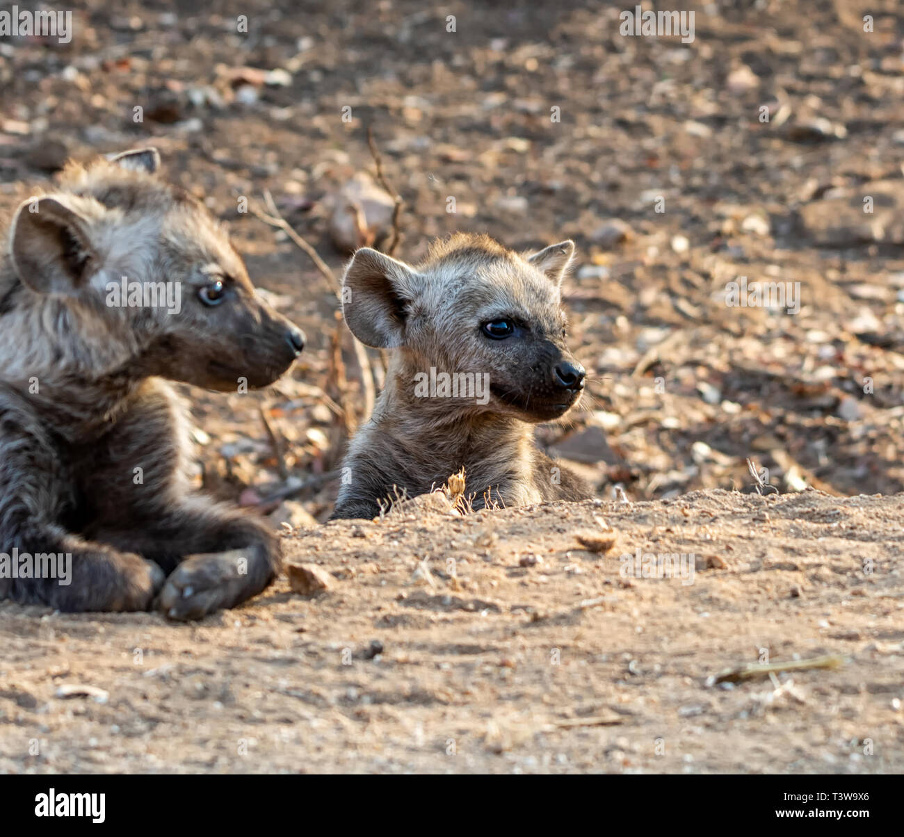 A Spotted Hyena pup in Southern African savanna Stock Photo - Alamy