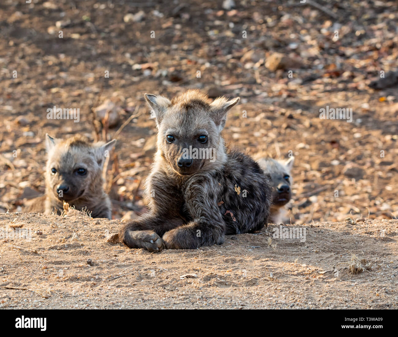 A Spotted Hyena pup in Southern African savanna Stock Photo - Alamy