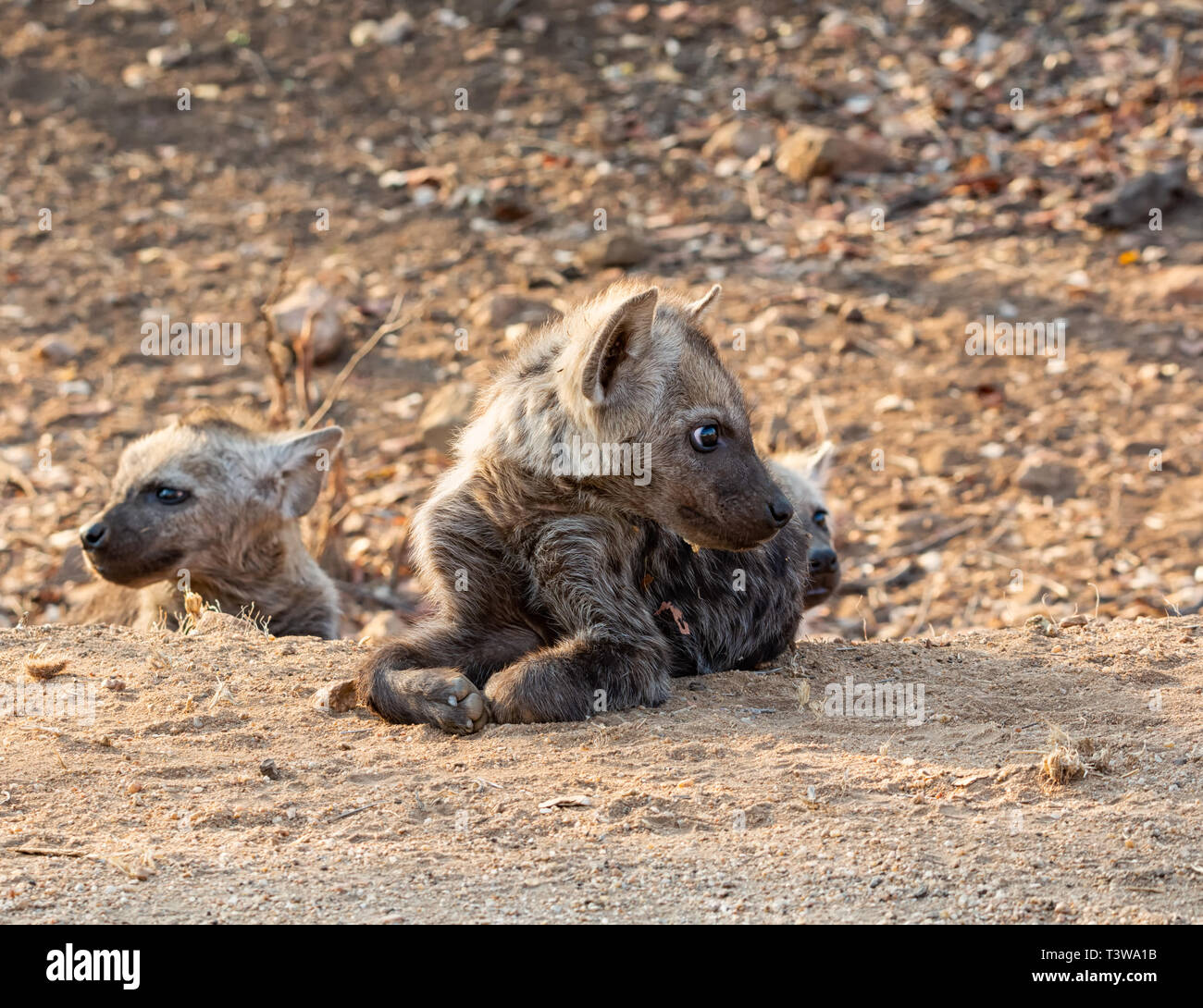A Spotted Hyena pup in Southern African savanna Stock Photo - Alamy
