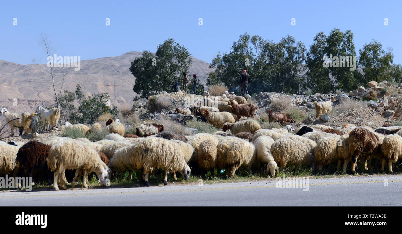 Sheep herding hi-res stock photography and images - Alamy