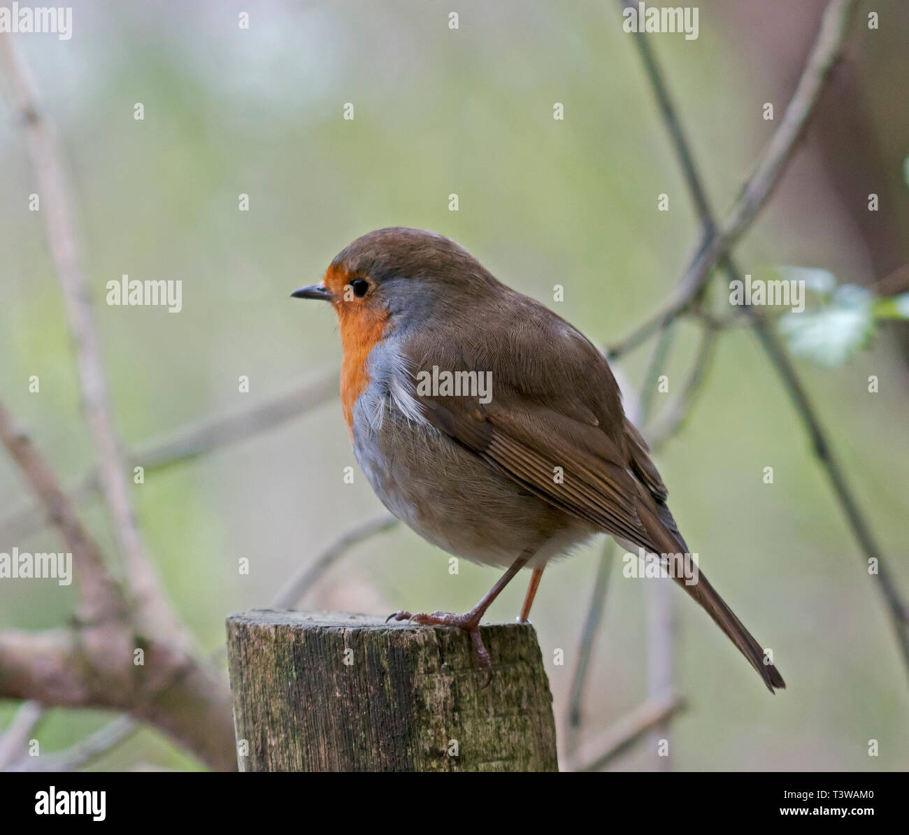British robin red brest uk bird hi-res stock photography and images - Alamy