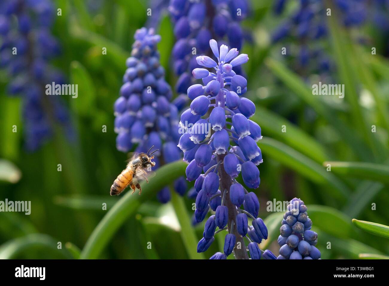 Pollinator lawn photo hi-res stock photography and images - Alamy