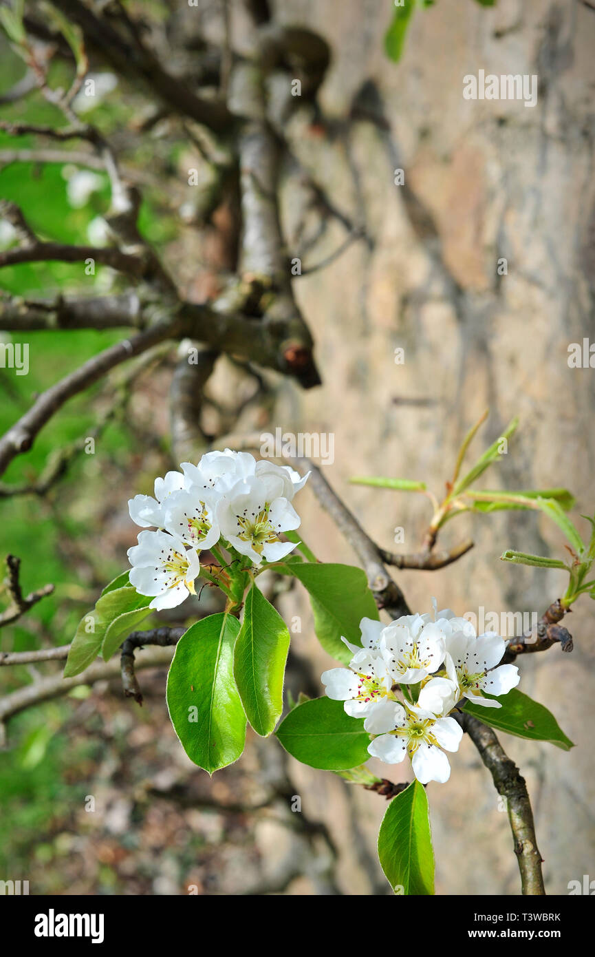 Pear Tree against a wall Yorkshire Stock Photo - Alamy