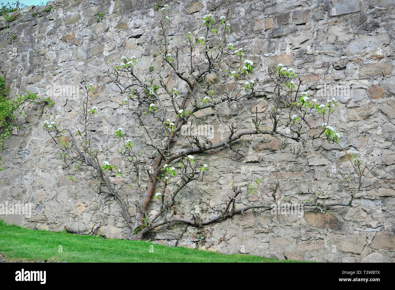Fruit tree against a wall hi-res stock photography and images - Alamy