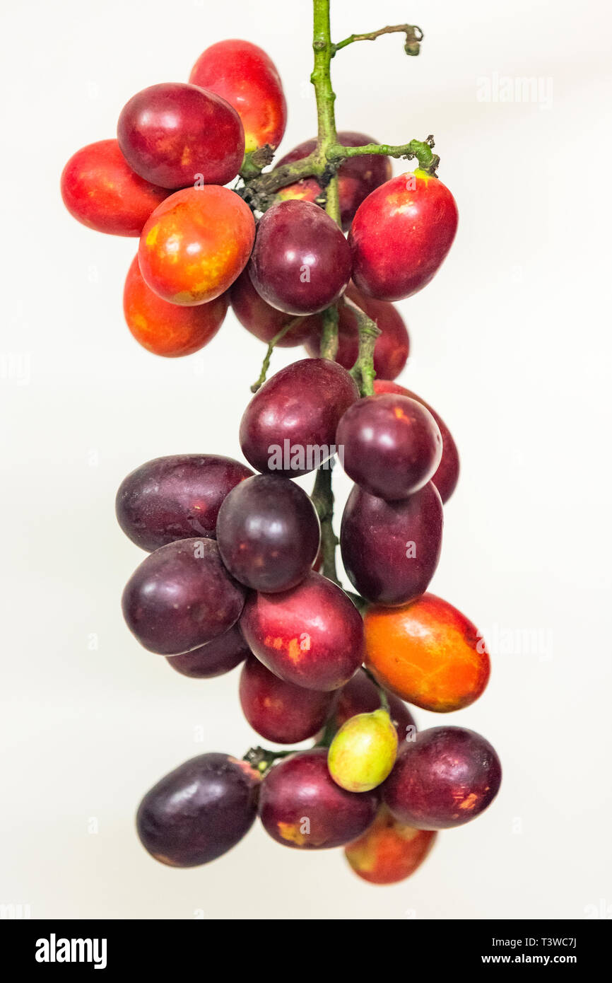 Rasko hi-res stock photography and images - Alamy