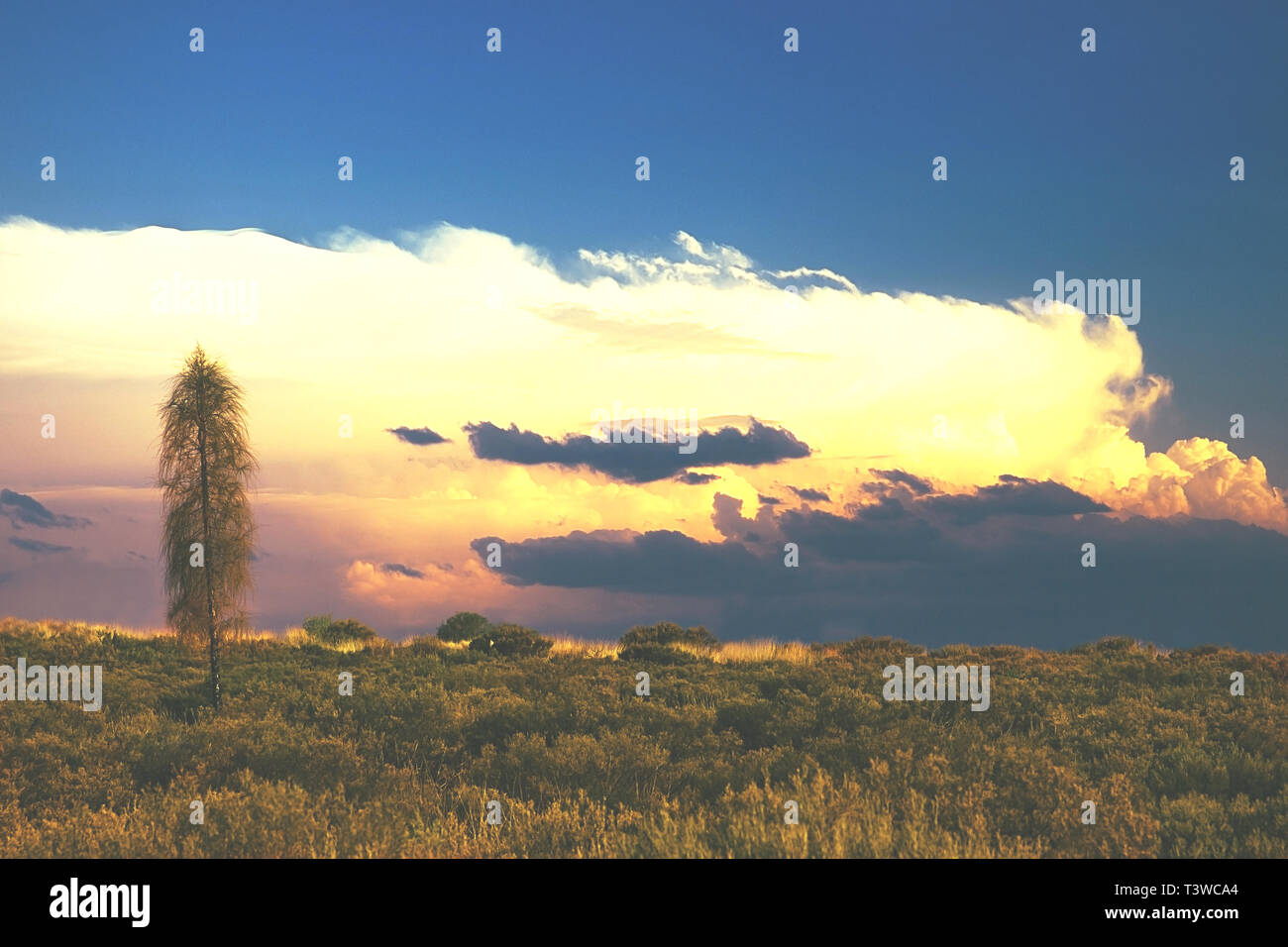 Wild flora uluru hi-res stock photography and images - Alamy