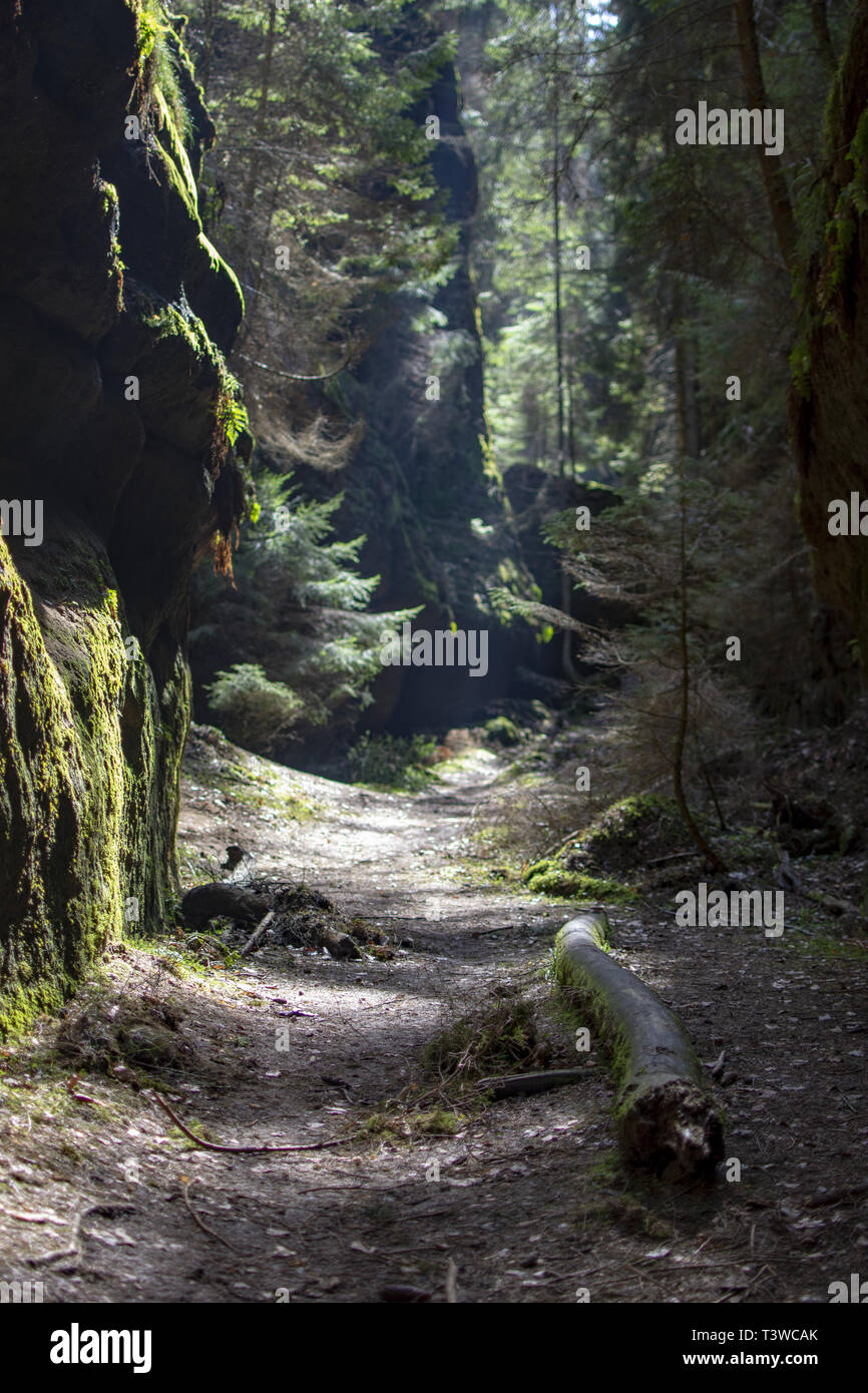Fallen log on the road in a gorge Stock Photo - Alamy
