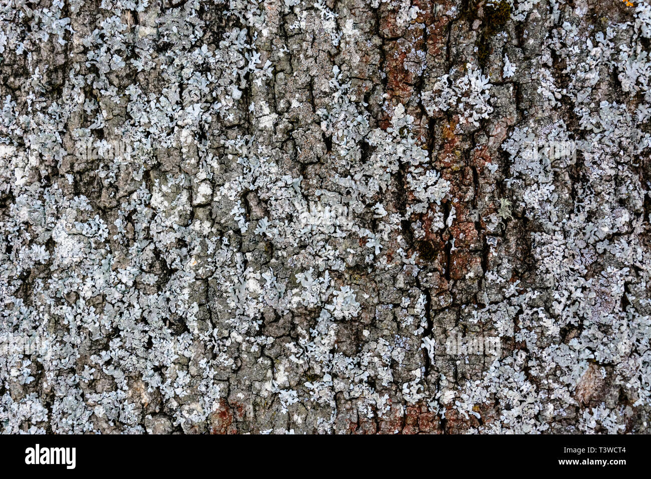 Gray moss on the crust of a tree, texture, background 2019 Stock Photo ...