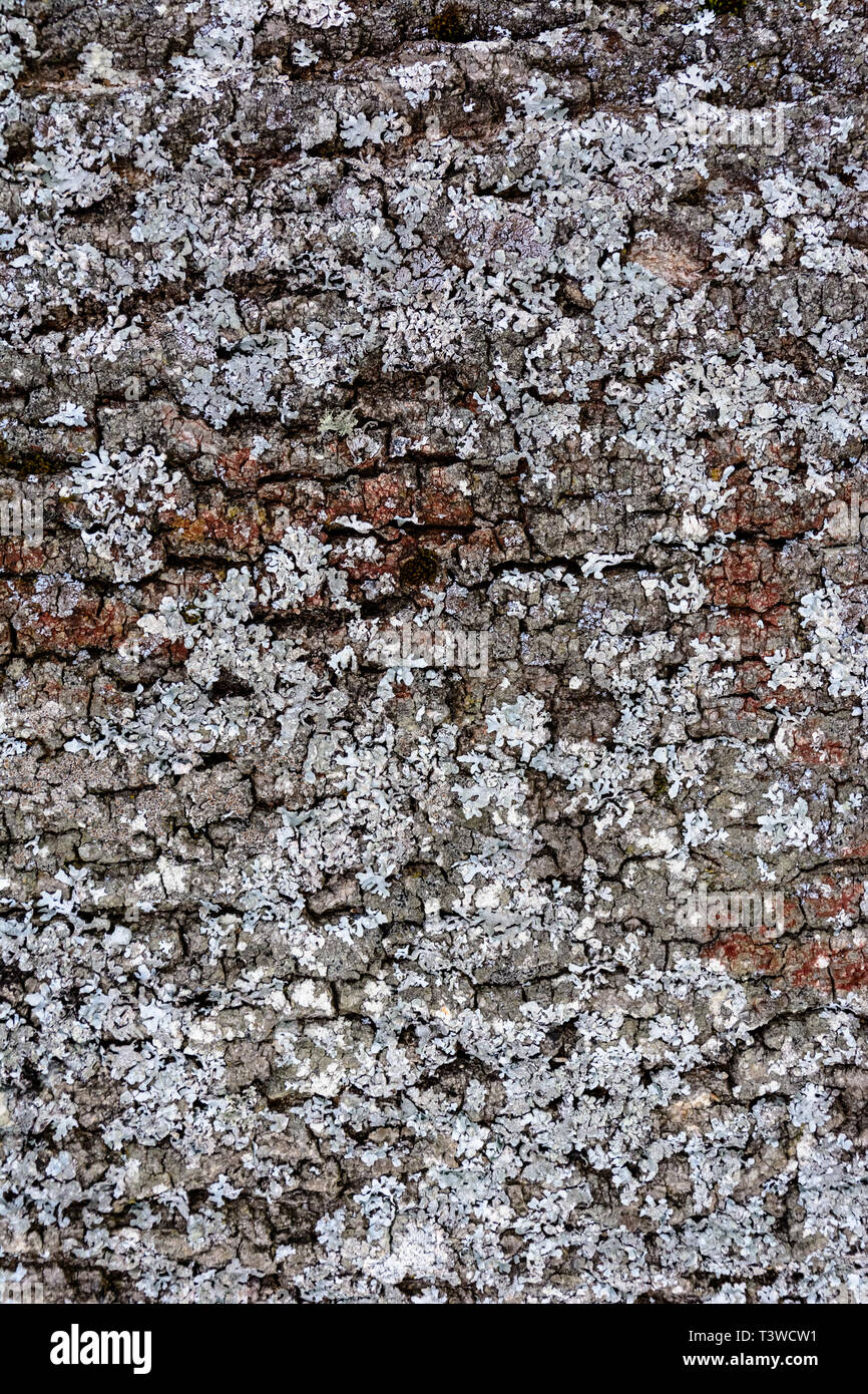 Gray moss on the crust of a tree, texture, background 2019 Stock Photo ...