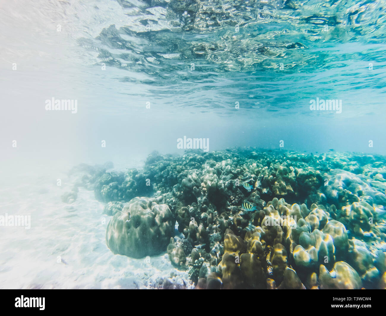 underwater marine life on coral reefs Stock Photo - Alamy