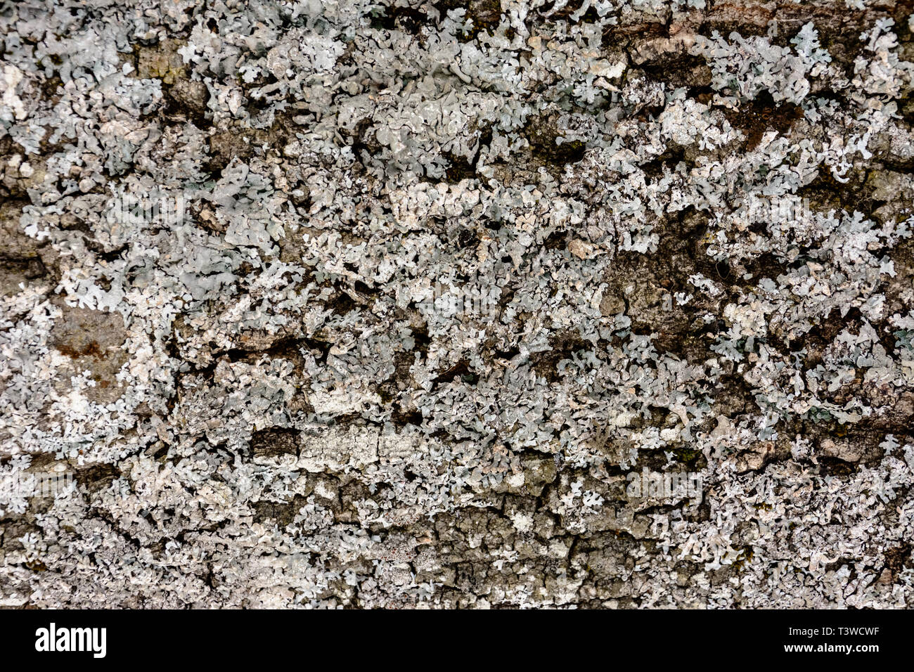 Gray moss on the crust of a tree, texture, background 2019 Stock Photo ...