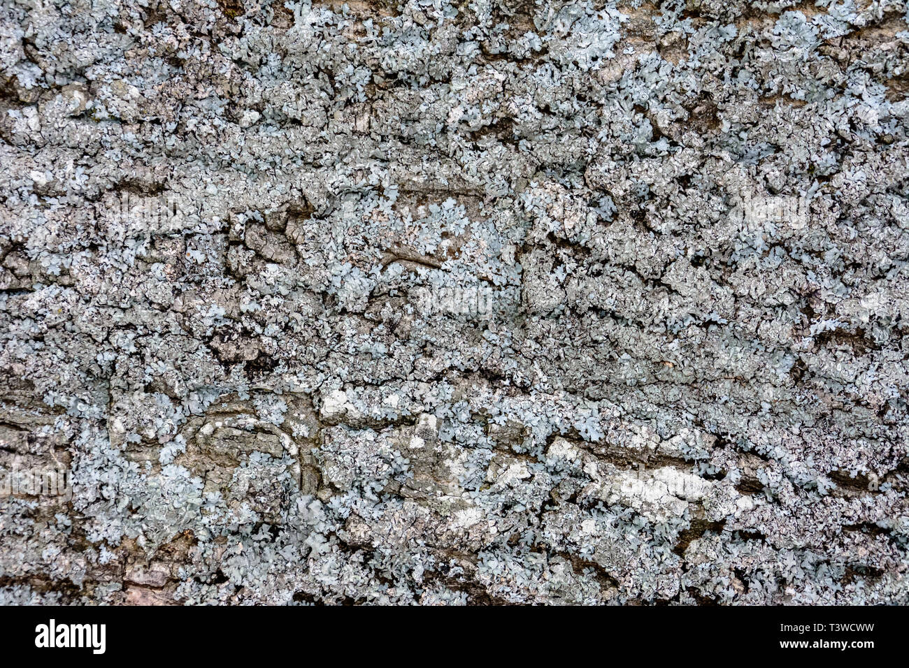 Gray moss on the crust of a tree, texture, background 2019 Stock Photo ...