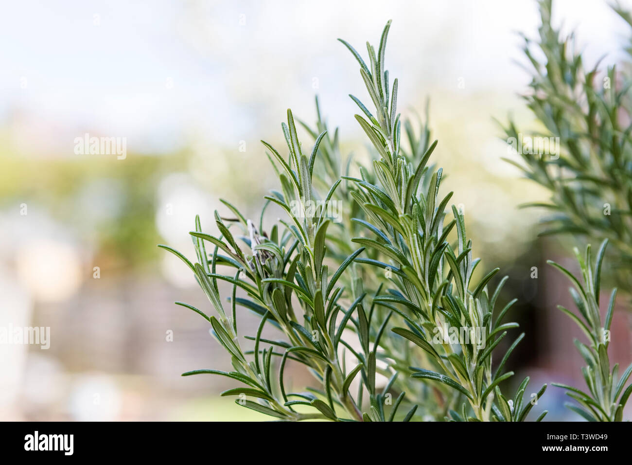 Rosemary garden hi-res stock photography and images - Alamy
