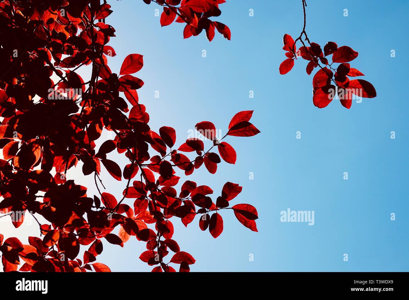 red tree leaves in springtime Stock Photo - Alamy