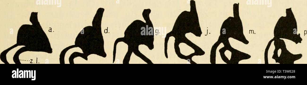 Archive image from page 12 of Die Ontogenie der Primatenzähne Stock ...