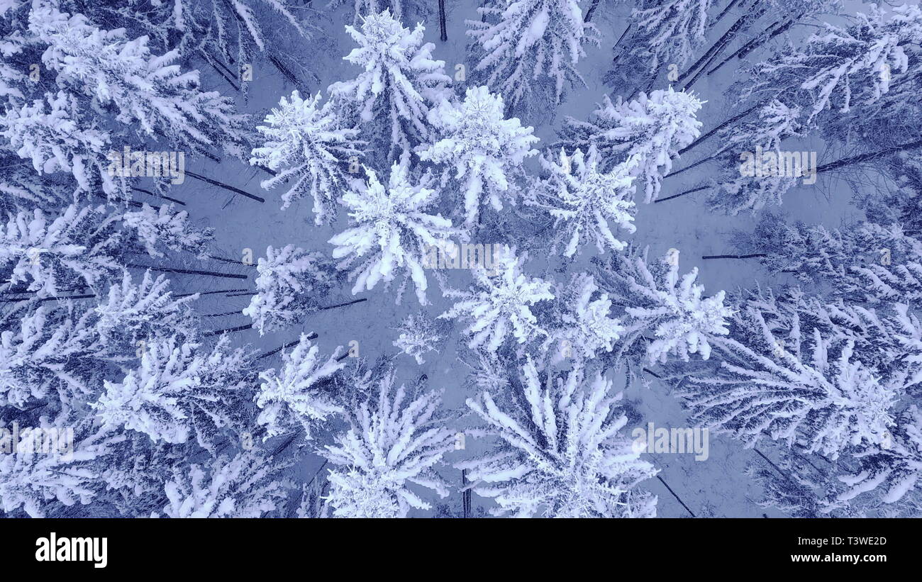 Camera rotation above treetops of snowy young pine trees in beautiful ...