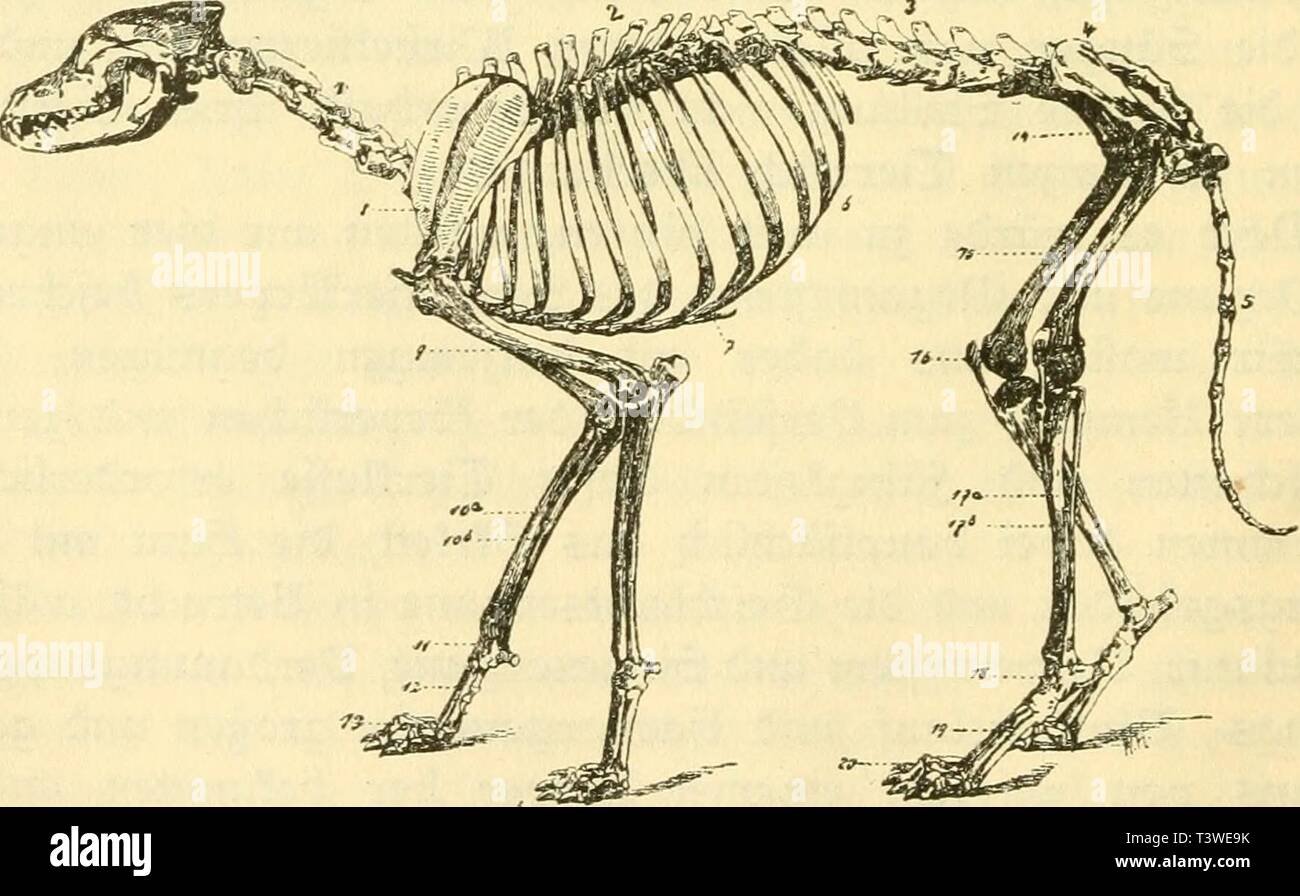 Archive image from page 15 of Die Säugetiere Deutschlands ihr Stock ...