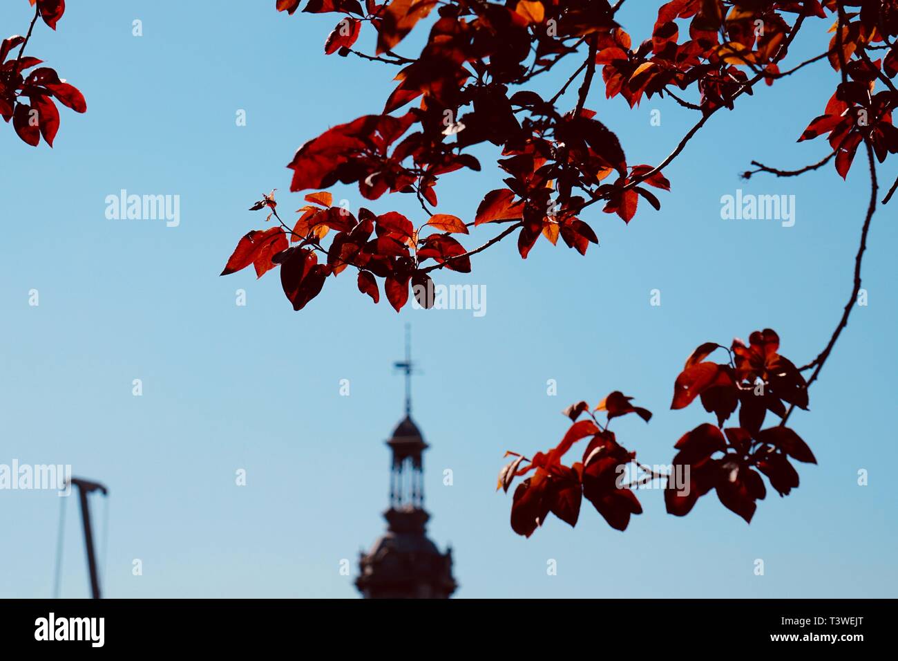 Red tree leaves hi-res stock photography and images - Alamy