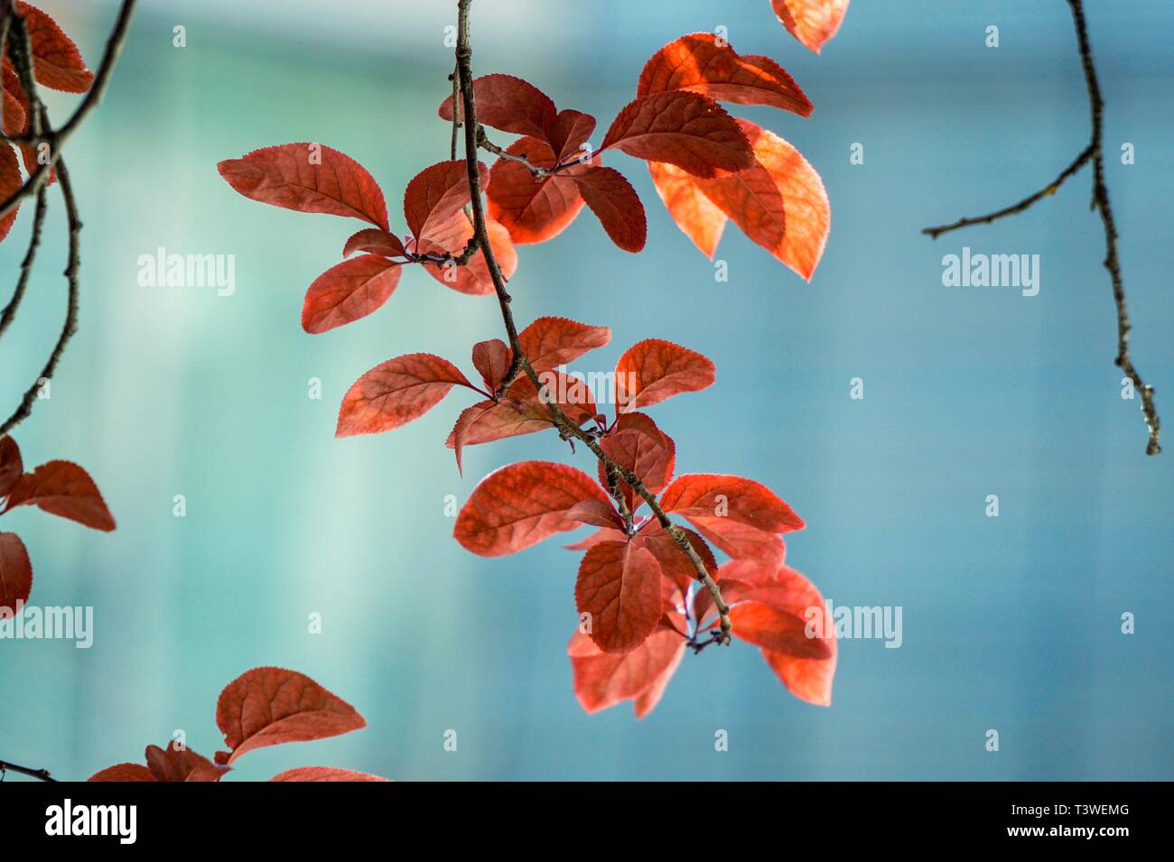 Tree leaves red hi-res stock photography and images - Alamy