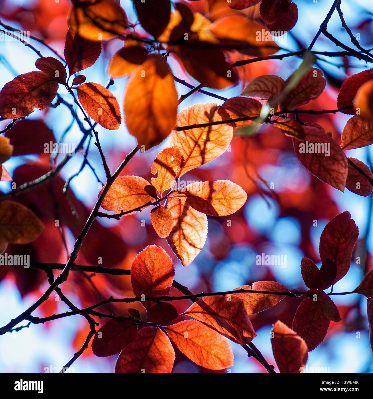 Red tree leaves hi-res stock photography and images - Alamy