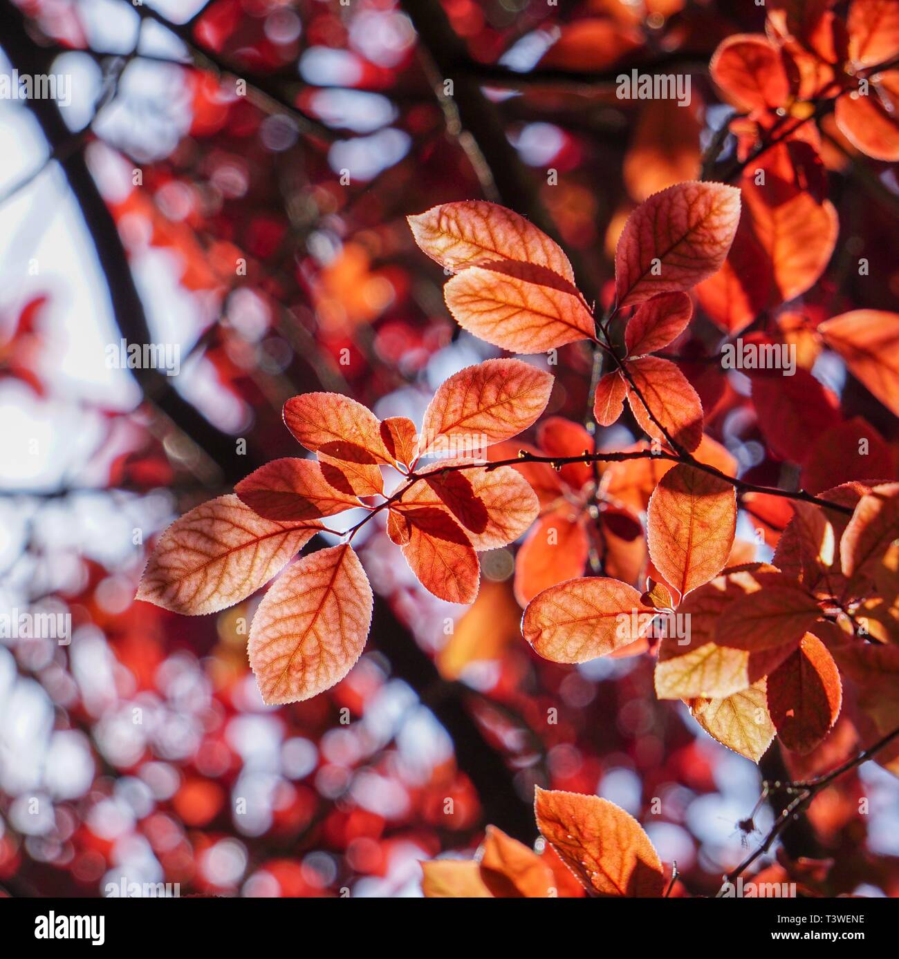 red tree leaves in springtime Stock Photo - Alamy