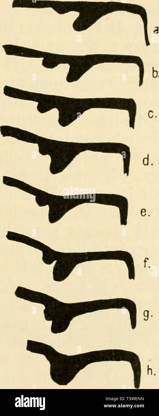 Archive image from page 20 of Die Ontogenie der Primatenzähne Stock ...