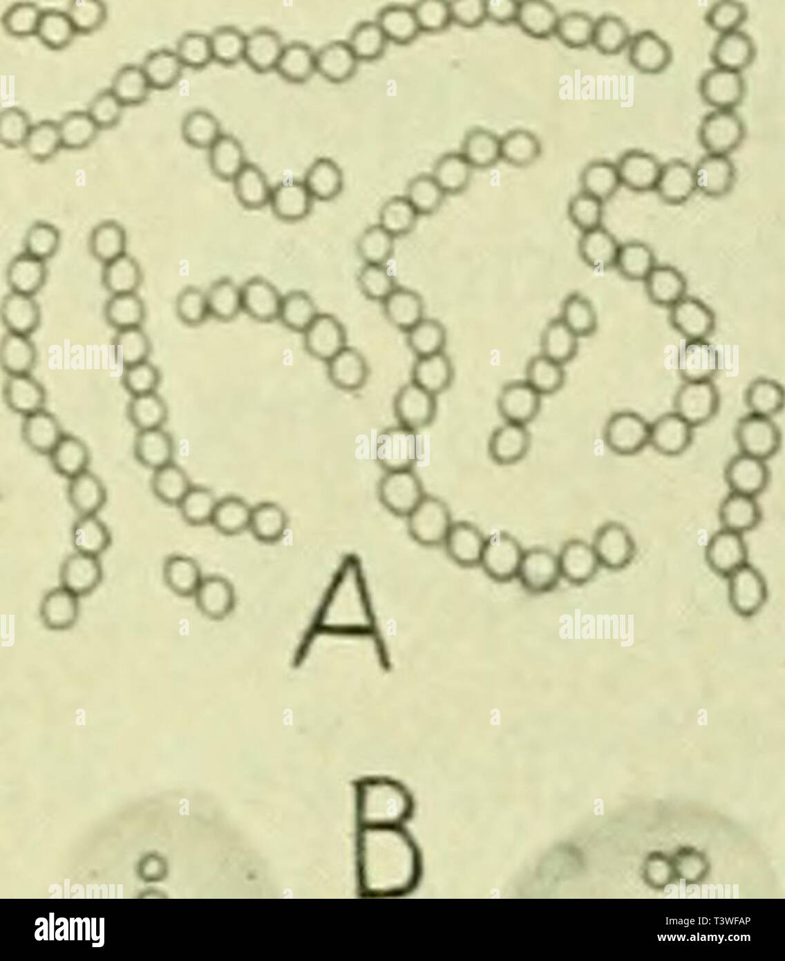 Protophyta hi-res stock photography and images - Alamy