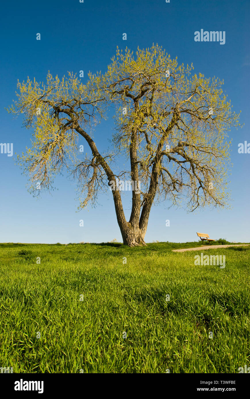 Cottonwood tree in remote landscape Stock Photo - Alamy