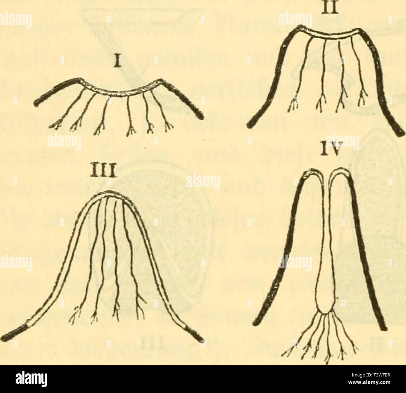 Archive image from page 25 of Die Säugetiere Deutschlands ihr Stock ...