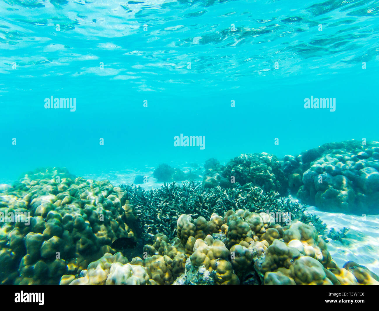underwater marine life on coral reefs Stock Photo - Alamy