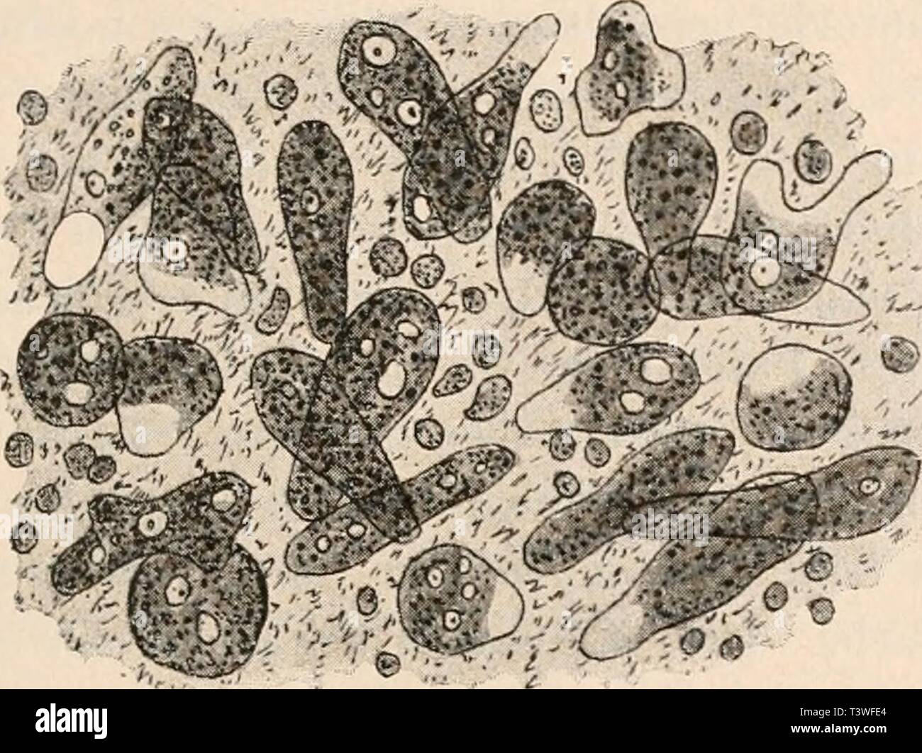Pathogene hi-res stock photography and images - Alamy