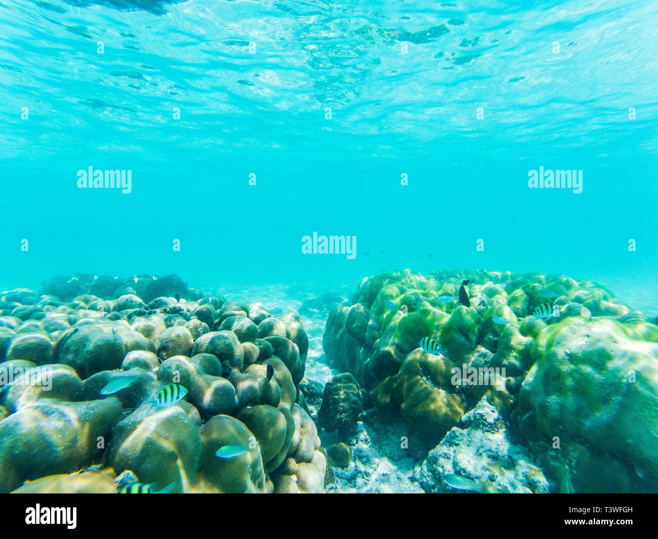 underwater marine life on coral reefs Stock Photo - Alamy