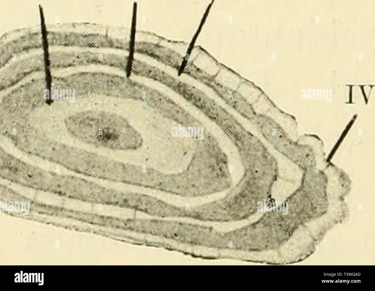 Archive image from page 39 of Die Otolithen der Fische in. Die ...