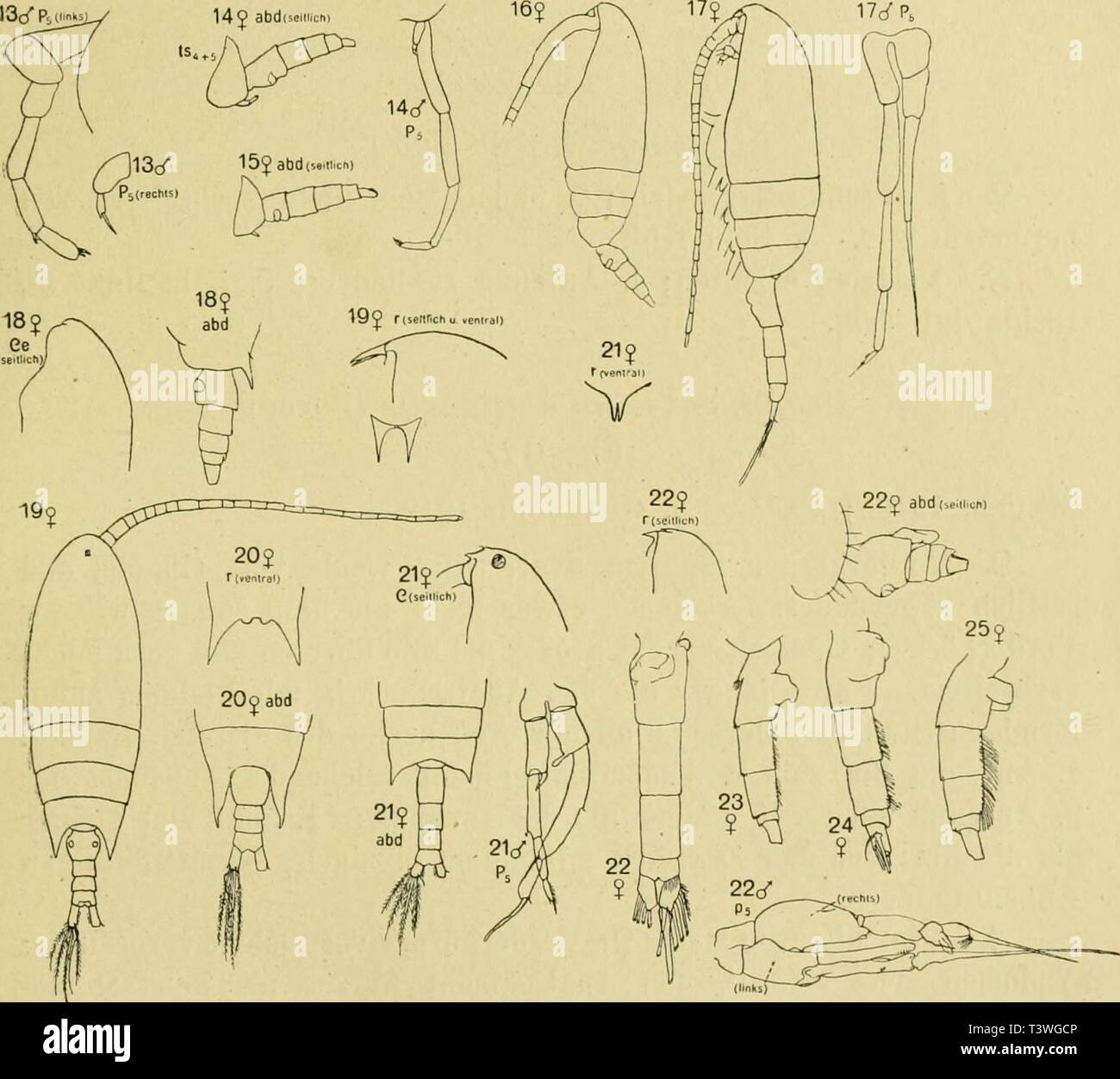 Archive image from page 40 of Die Planctoncopepoden der Adria Versuch ...