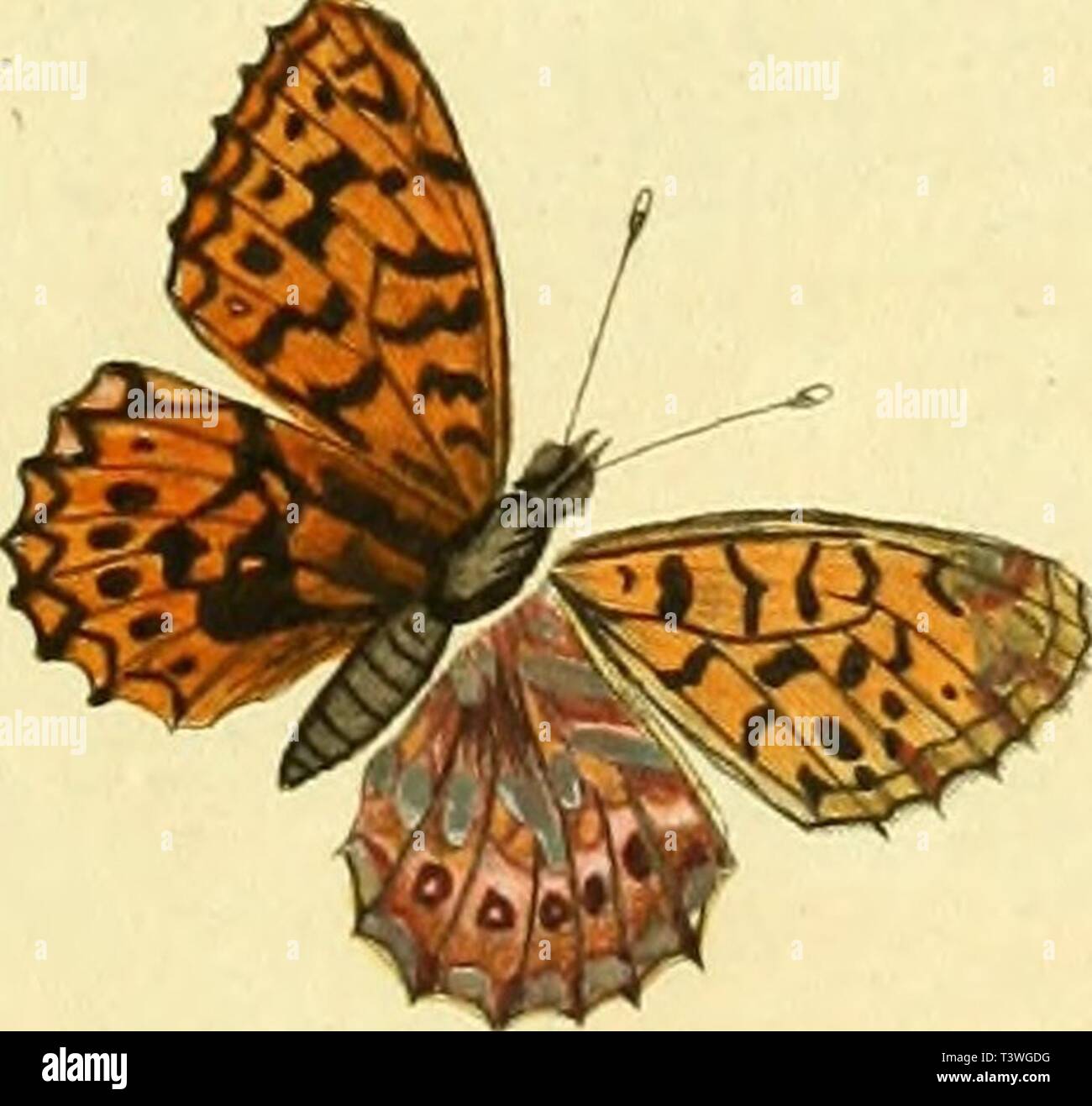 Archive image from page 40 of Die Schmetterlinge in Abbildungen nach ...