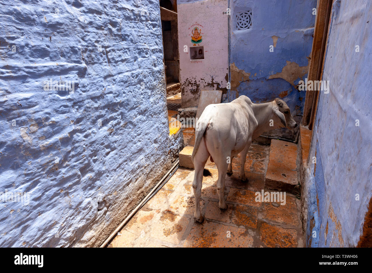 Blue cow of india hi-res stock photography and images - Alamy