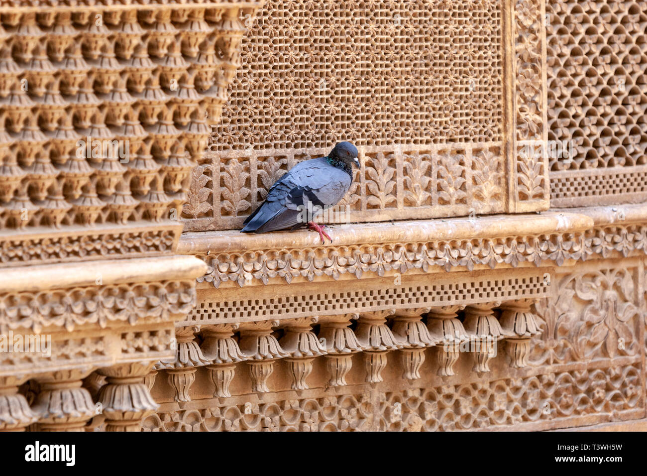 A pigeon in a ornate stone window in Patwon ki Haveli , Jaisalmer ...