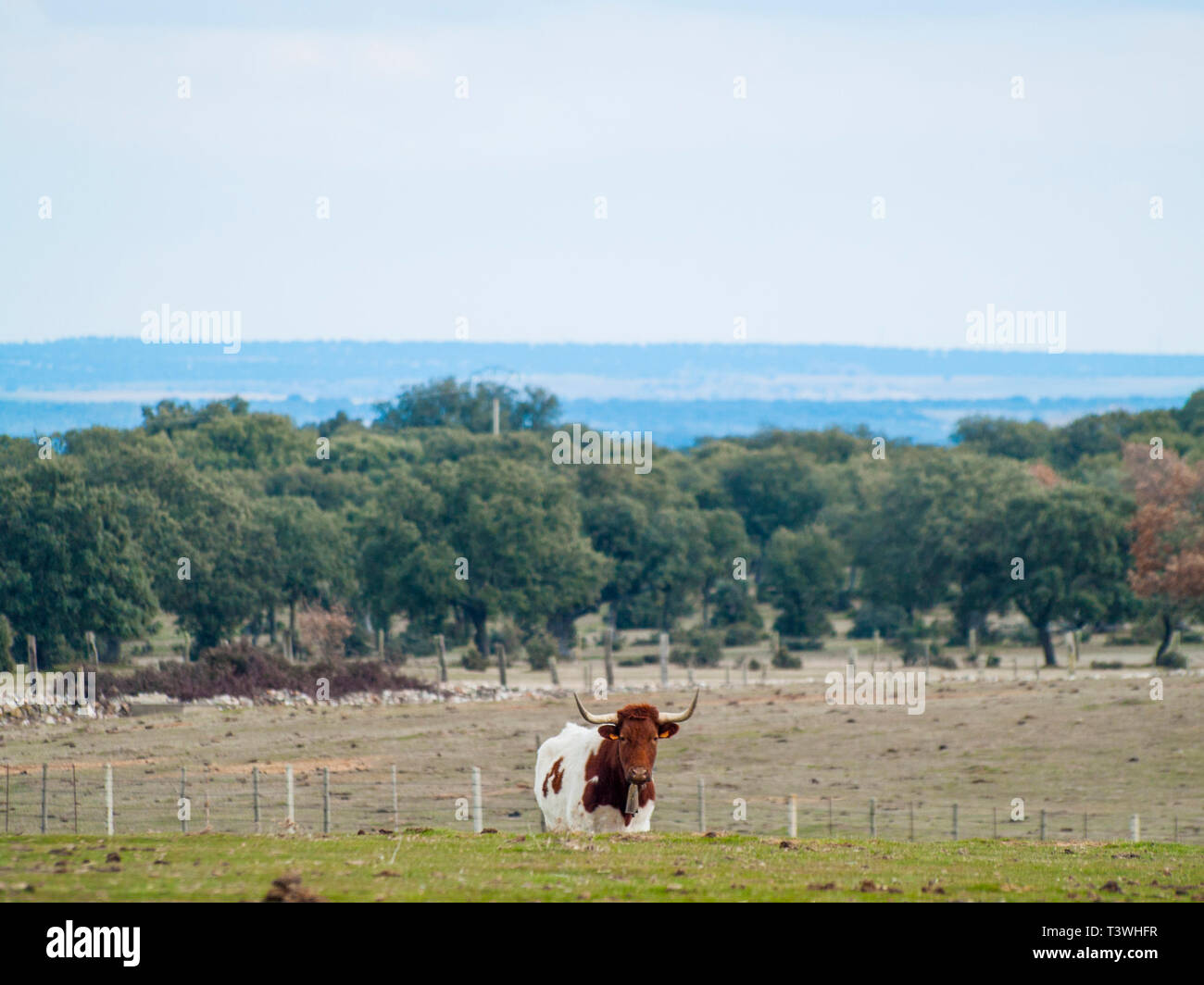 A cow of berrenda en colorado breed cows grazing in the dehesa in ...