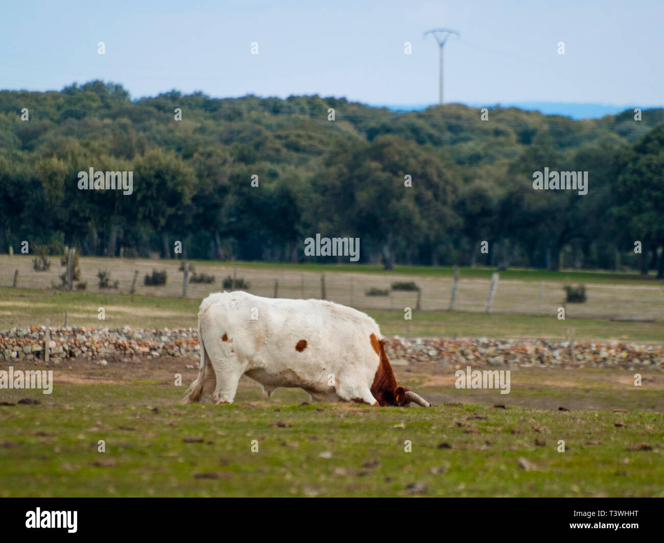 A cow of berrenda en colorado breed cows grazing in the dehesa in ...