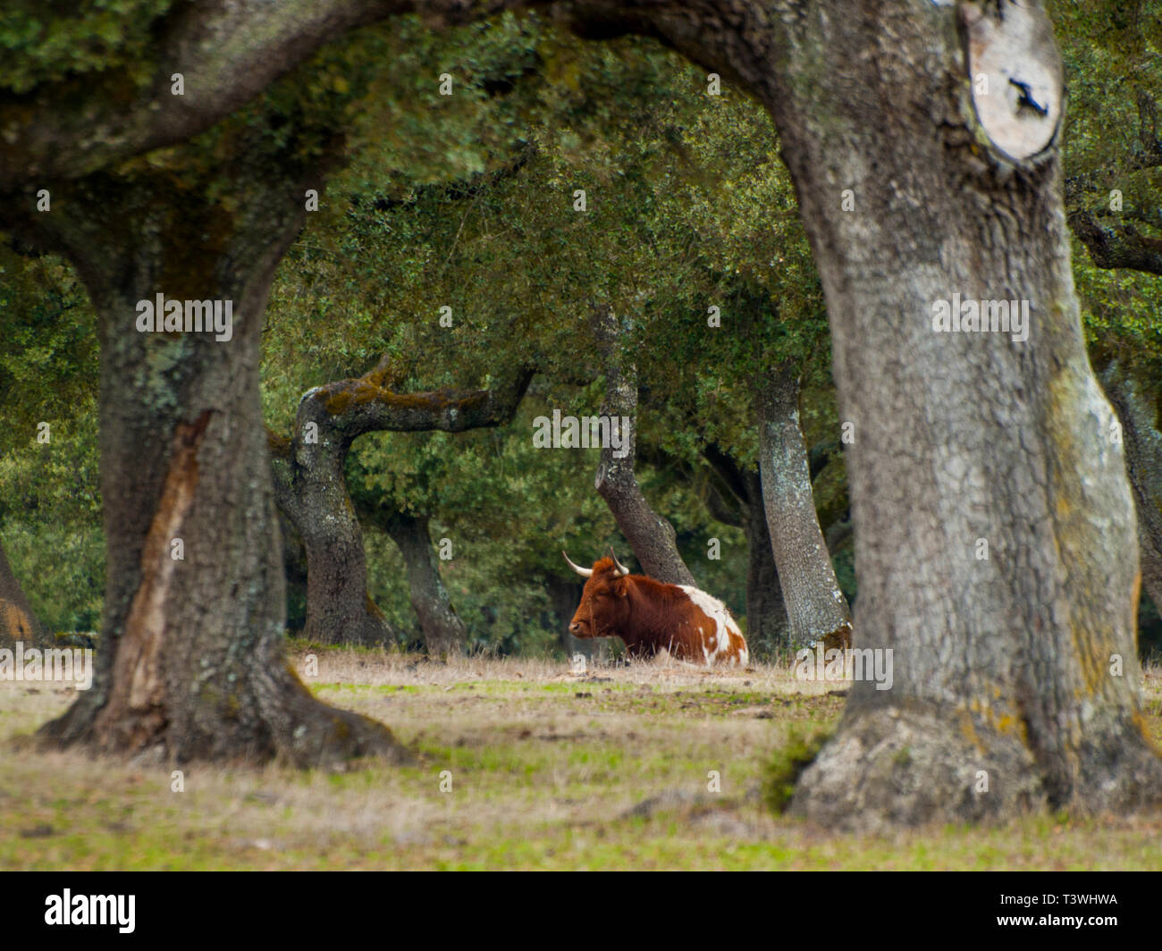 Cows grazing in the dehesa in Salamanca (Spain). Ecological extensive ...