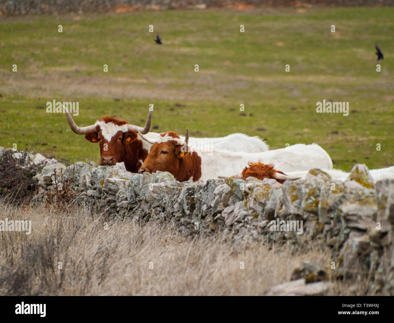 A cow of berrenda en colorado breed cows near a stone wall in the ...