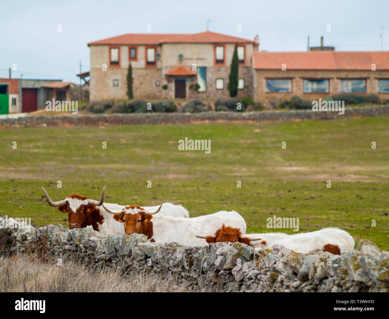 A cow of berrenda en colorado breed cows near a stone wall in the ...
