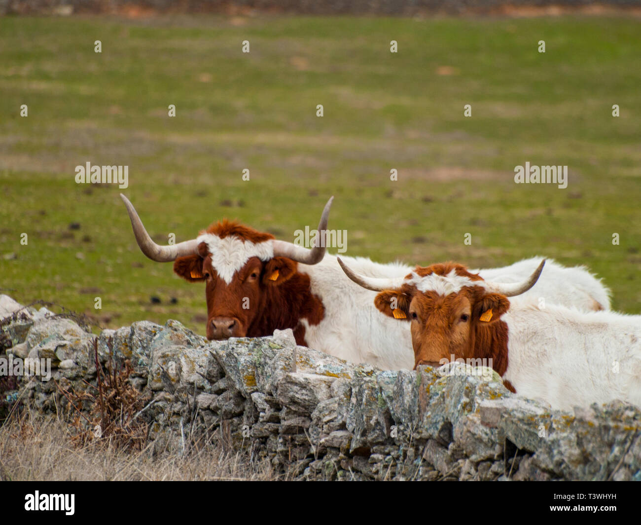 A cow of berrenda en colorado breed cows near a stone wall in the ...