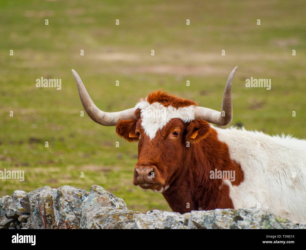 A cow of berrenda en colorado breed cows near a stone wall in the ...