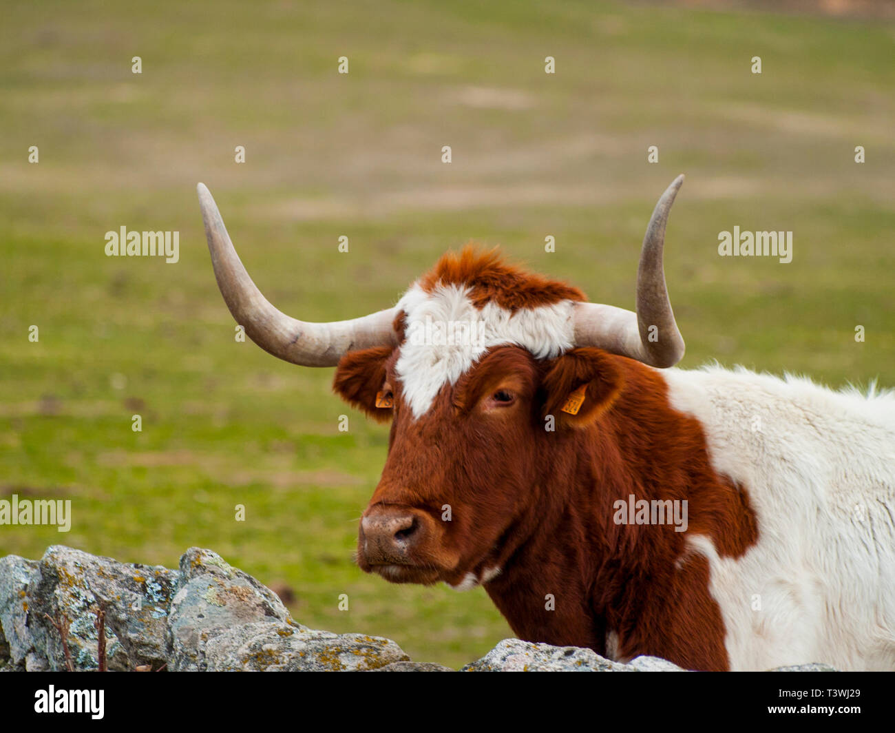 Berrenda cattle hi-res stock photography and images - Alamy