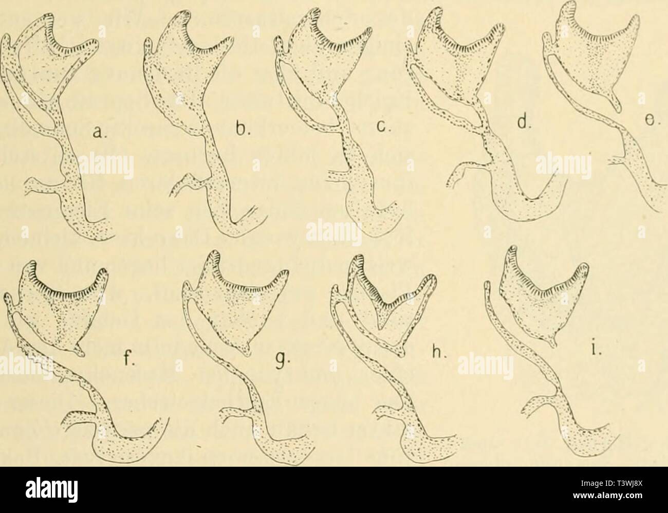 Archive image from page 60 of Die Ontogenie der Primatenzähne . Die ...