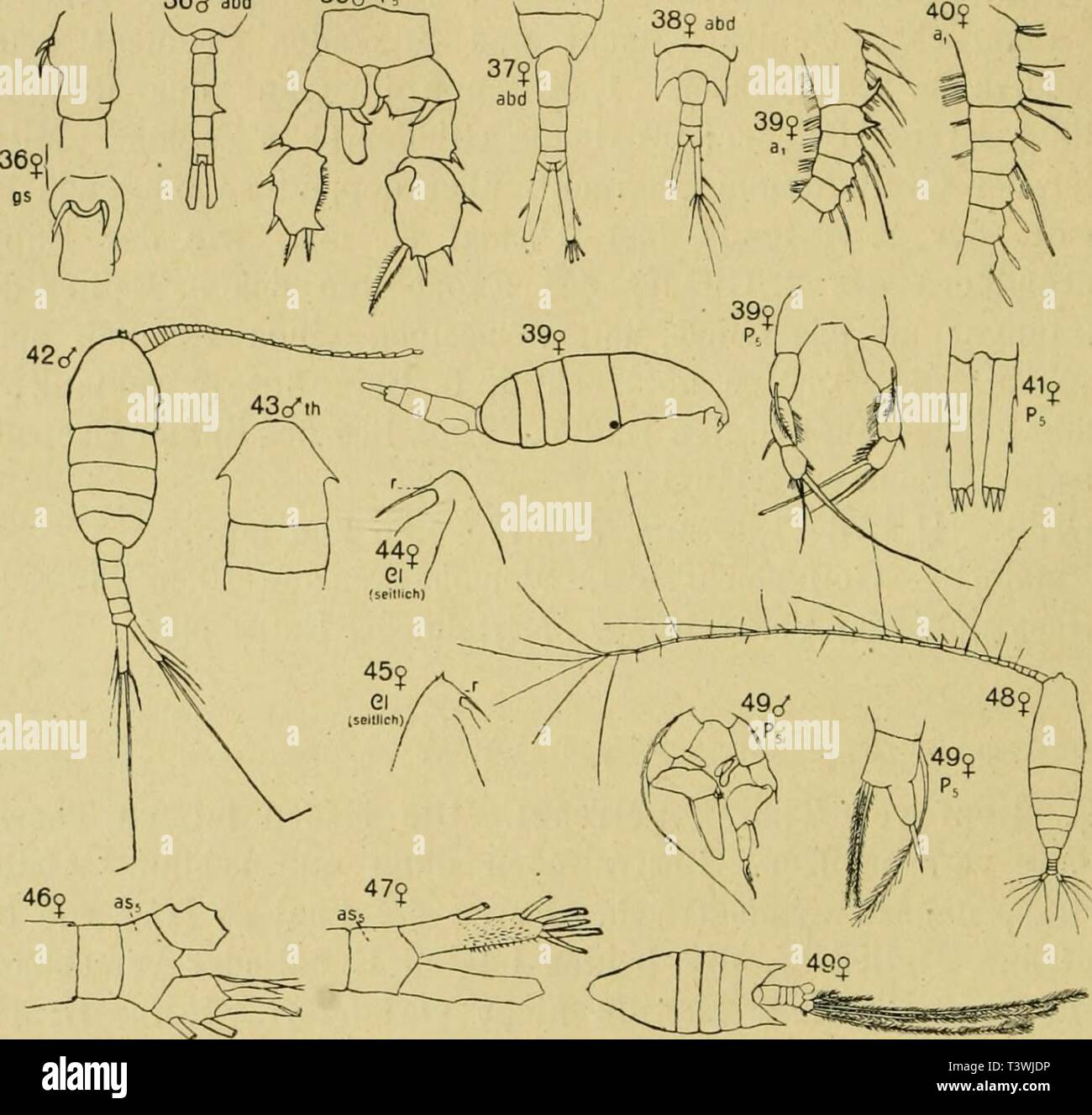 Archive image from page 61 of Die Planctoncopepoden der Adria Versuch ...